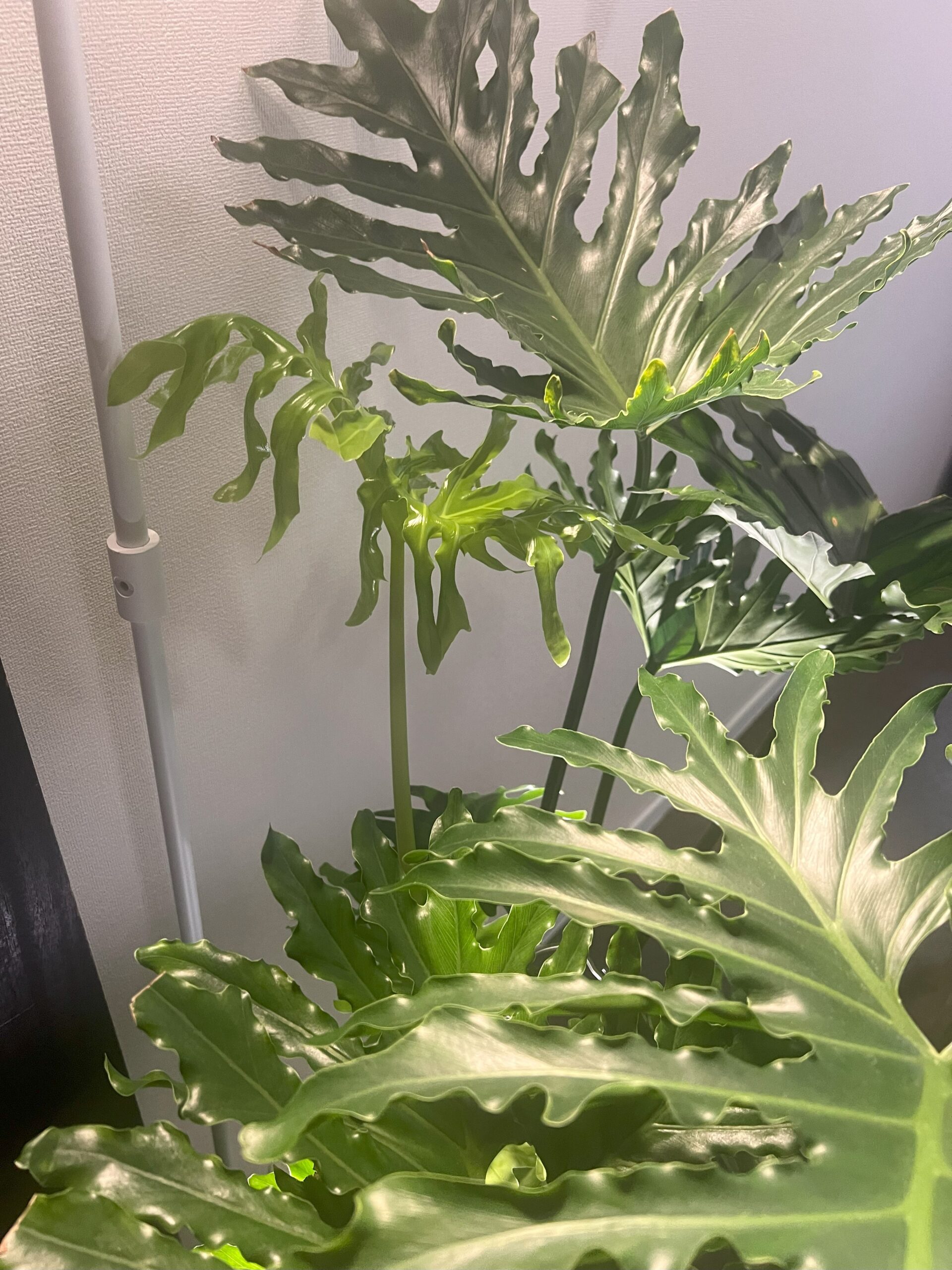 成長しています。2 | RIeV