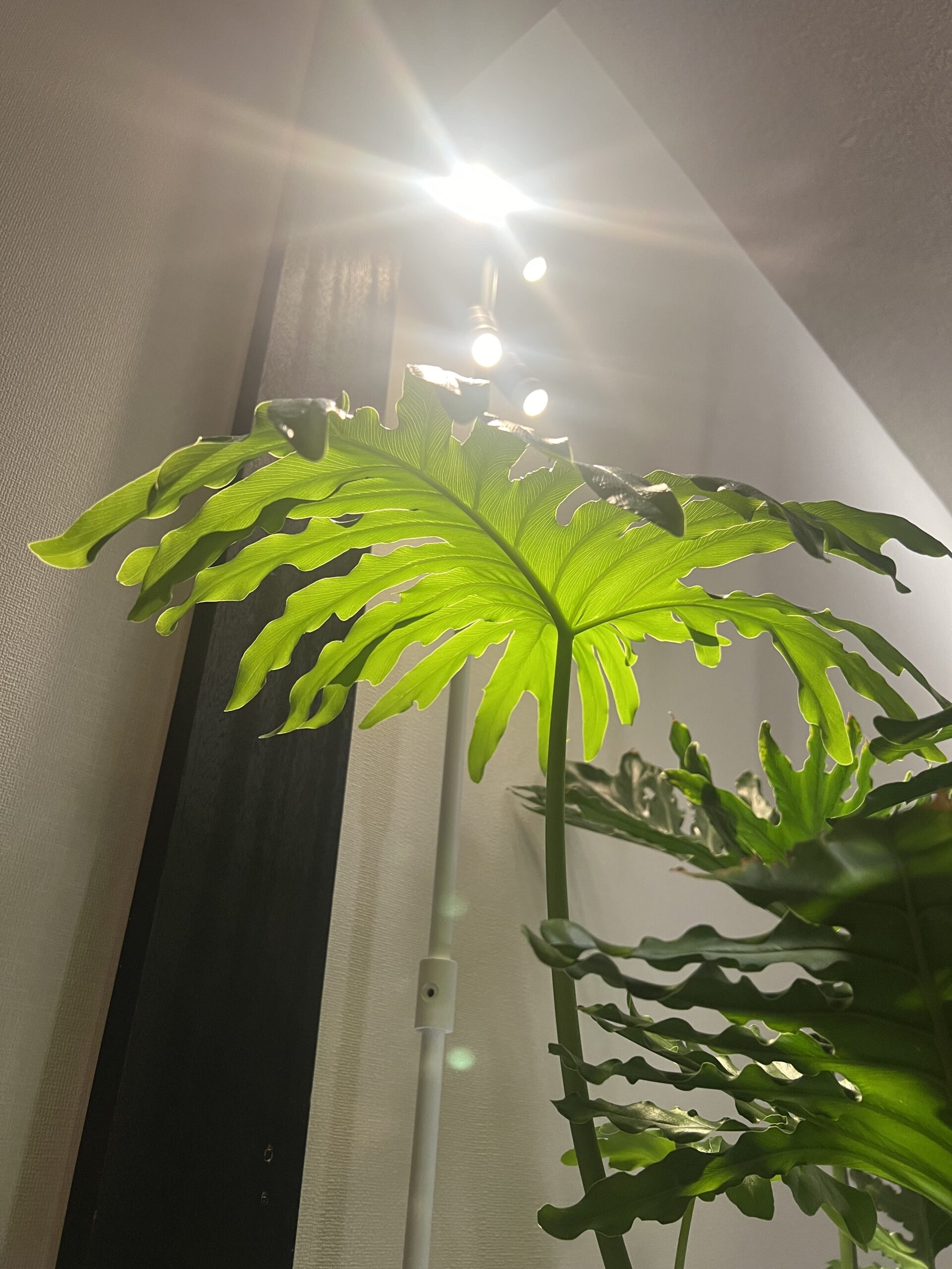 成長しています。3 | RIeV